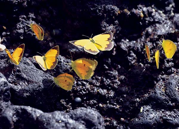 Flitting invasive butterflies | News, Sports, Jobs - Maui News